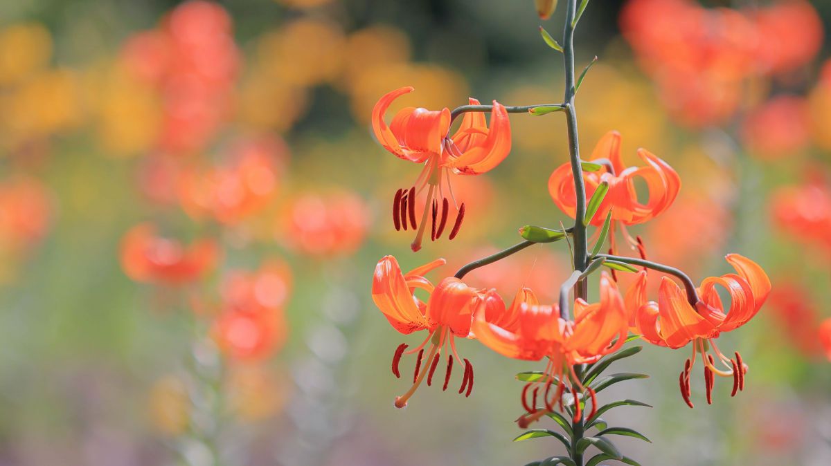 花や植物 その36 | GANREF