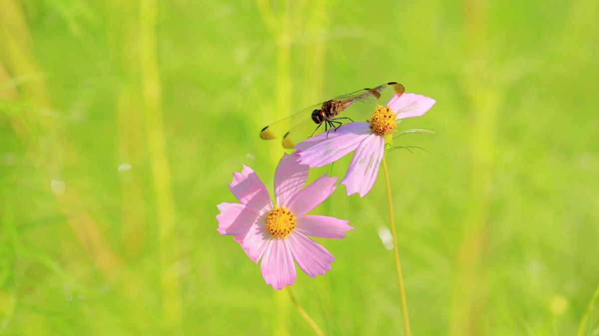 September My Photo ~ 秋のお花 その3 | GANREF