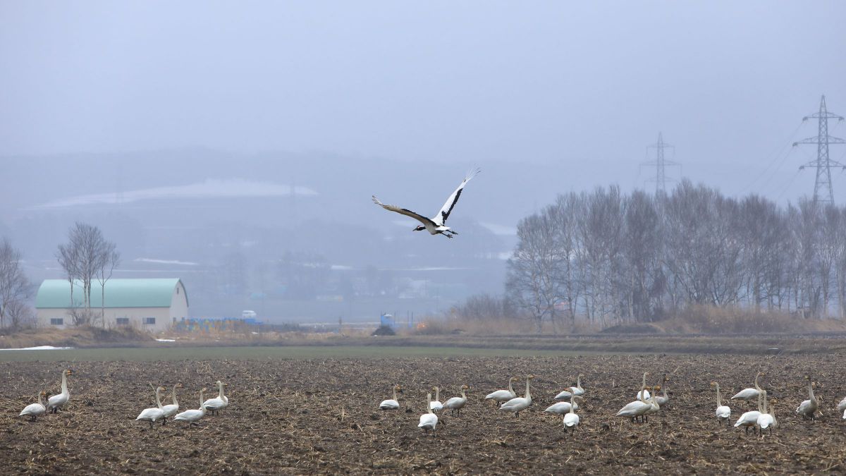 冬の鳥さんたち 158 | GANREF