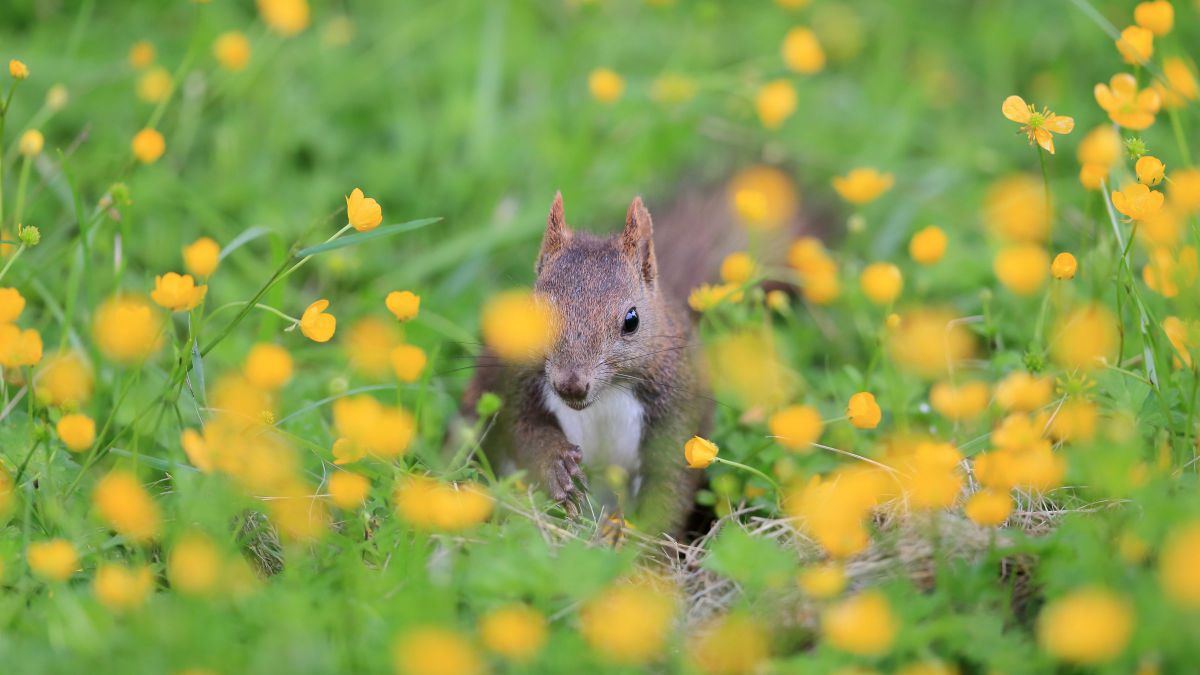 花とリスちゃん その25 | GANREF