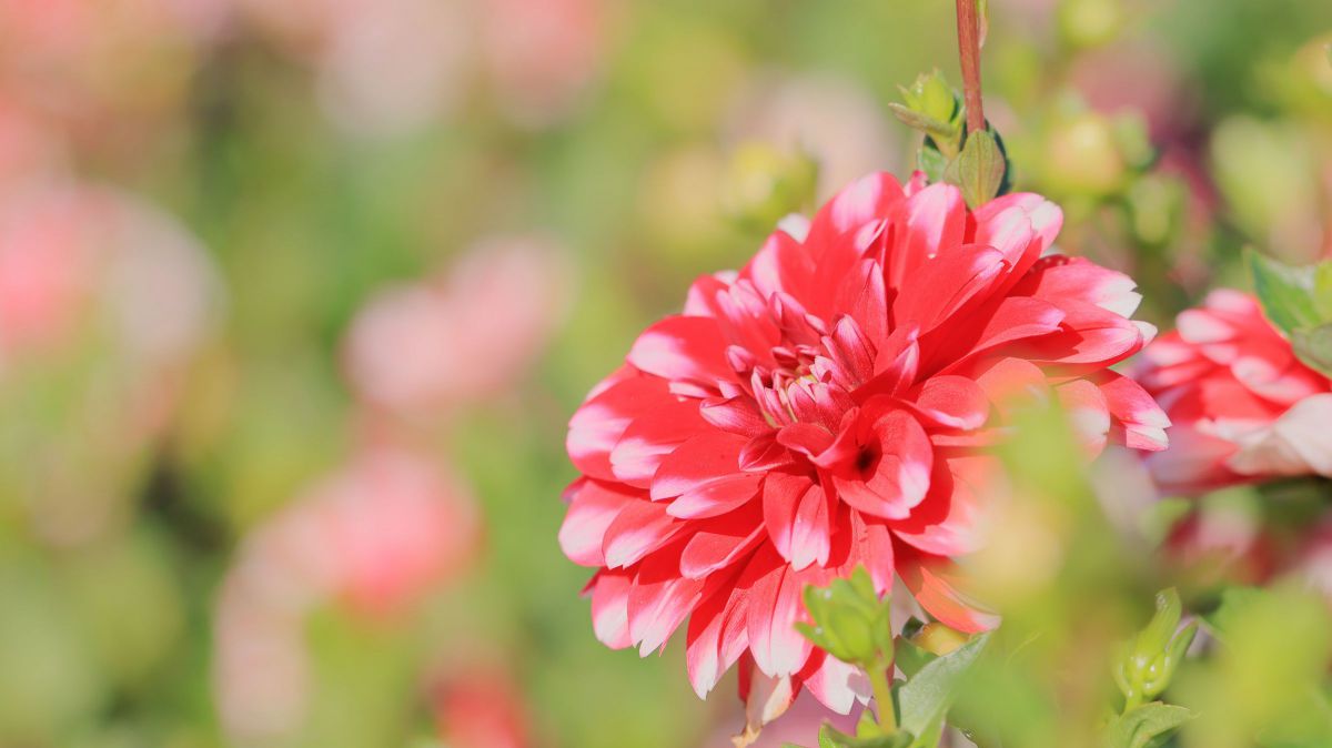 September My Photo ~ 秋のお花 その9 | GANREF