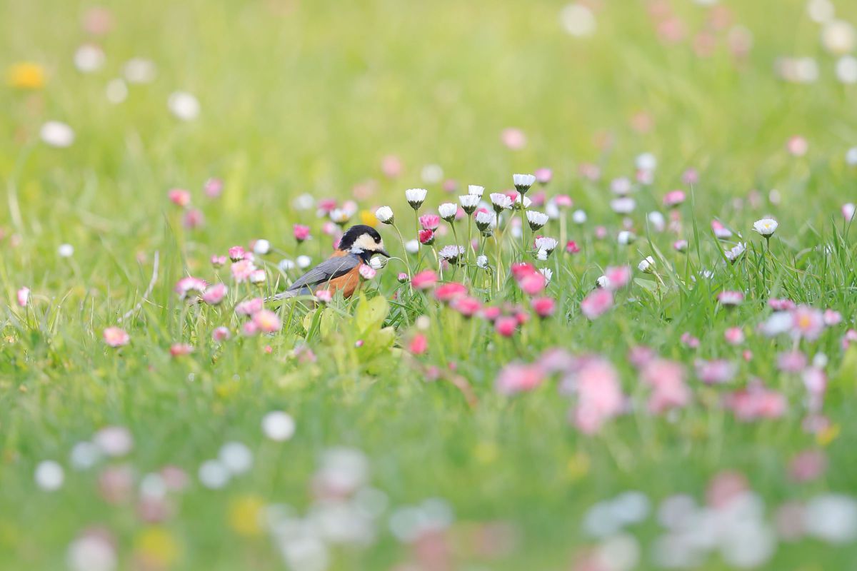 春の鳥さんたち 119 | GANREF