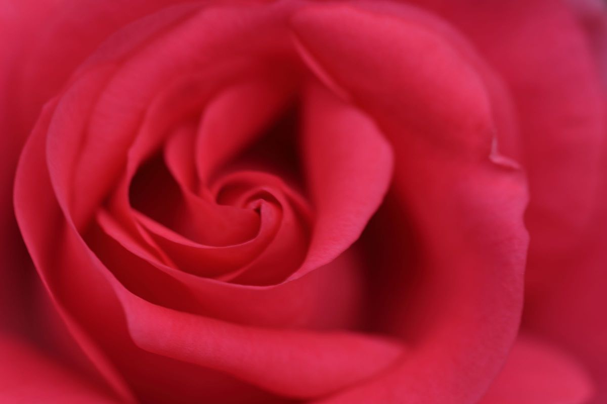 花や植物 その37 | GANREF