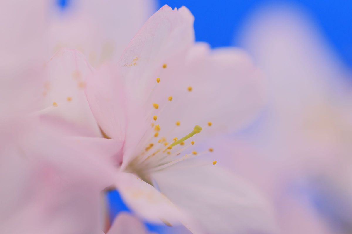 花や植物 その24 | GANREF