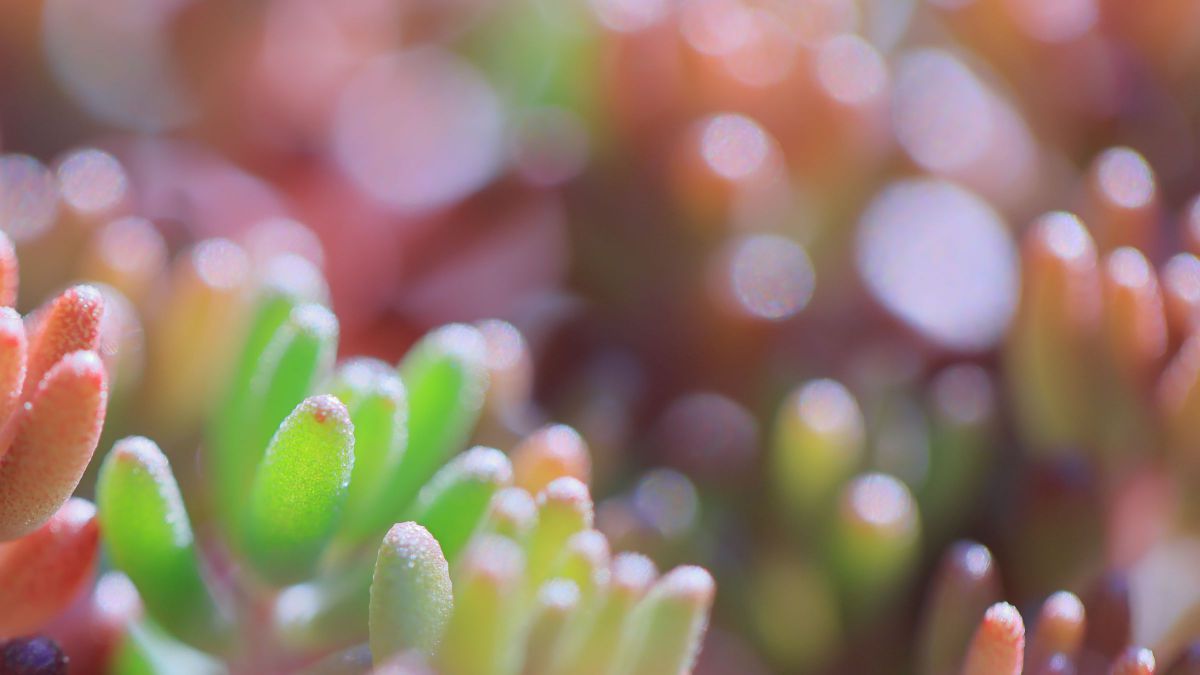 花や植物 その31 | GANREF