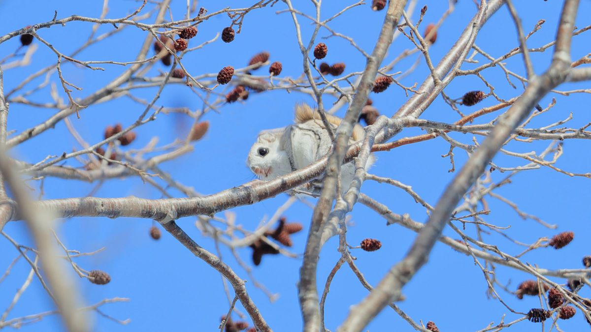 冬のリスちゃん 140 番外編その2 | GANREF