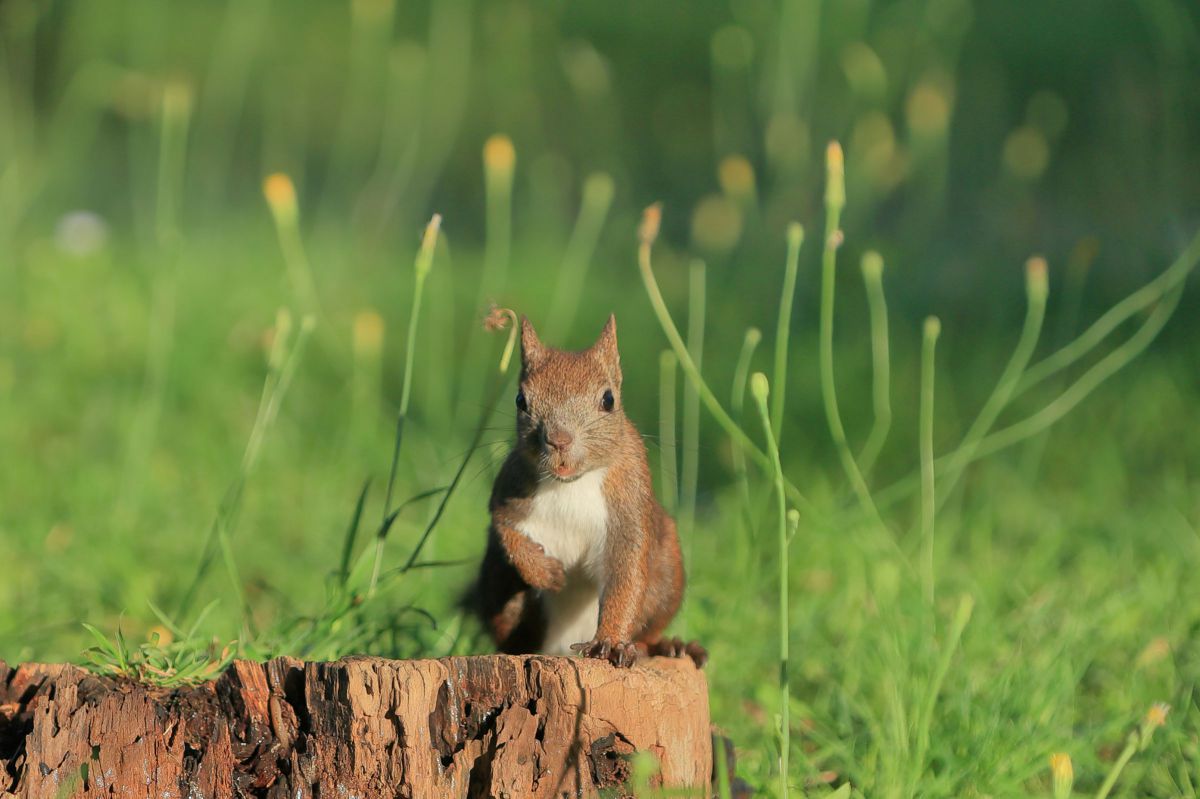 夏のリスちゃん 39 | GANREF