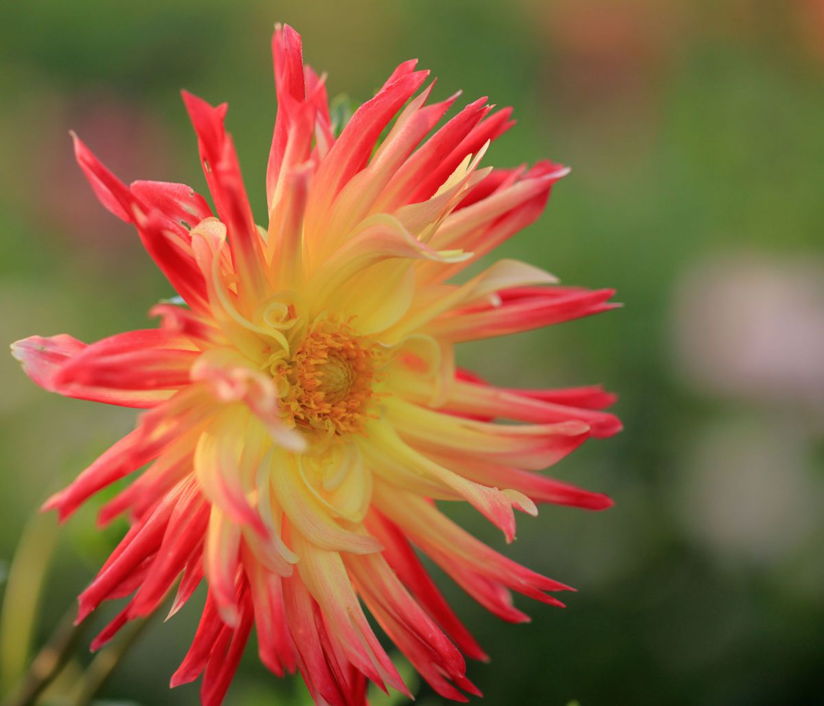 September My Photo ~ 初秋の花 3 | GANREF