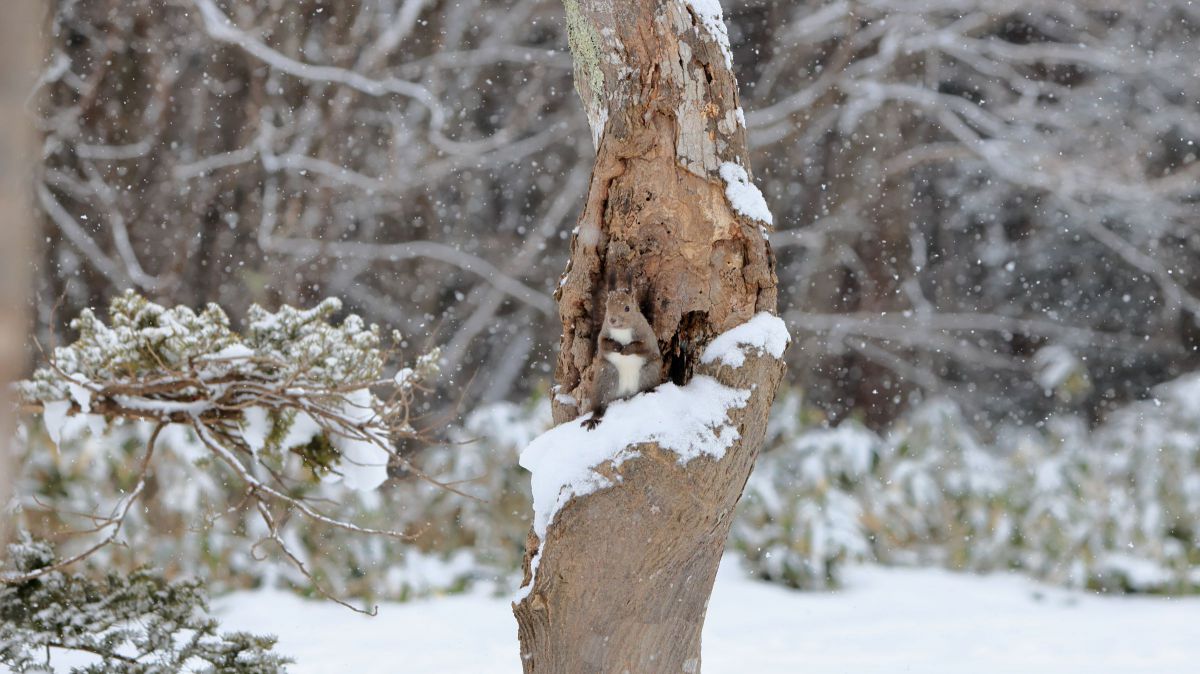 冬のリスちゃん 126 | GANREF