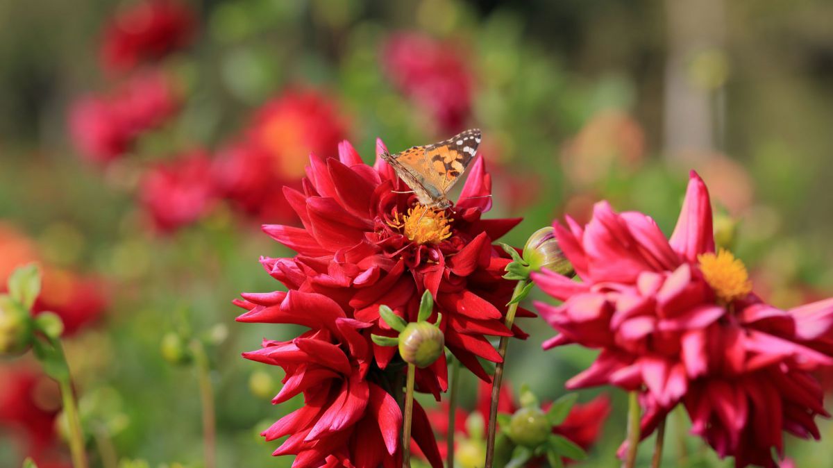 September My Photo ~ 初秋の花 4 | GANREF