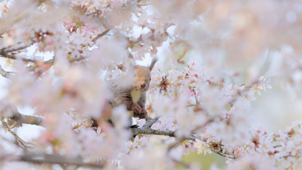 花とリスちゃん その18 | GANREF