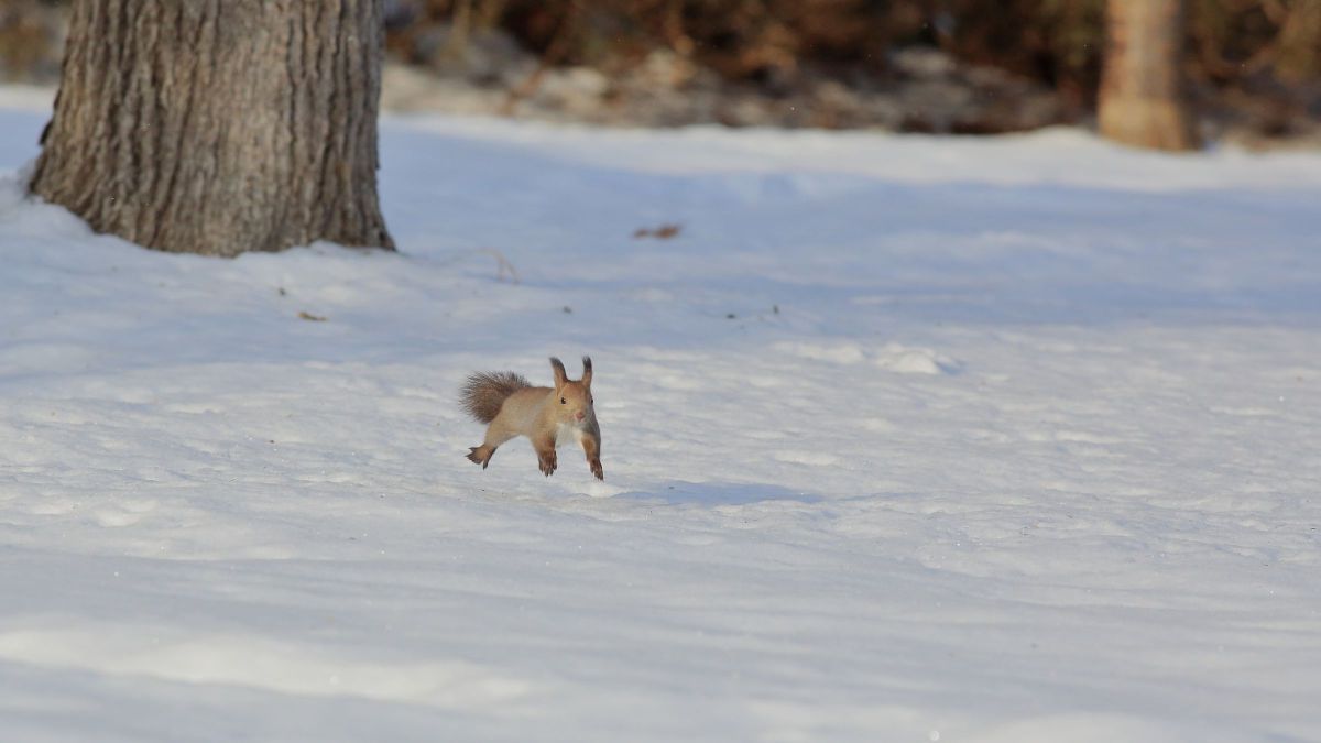 冬のリスちゃん 101 | GANREF
