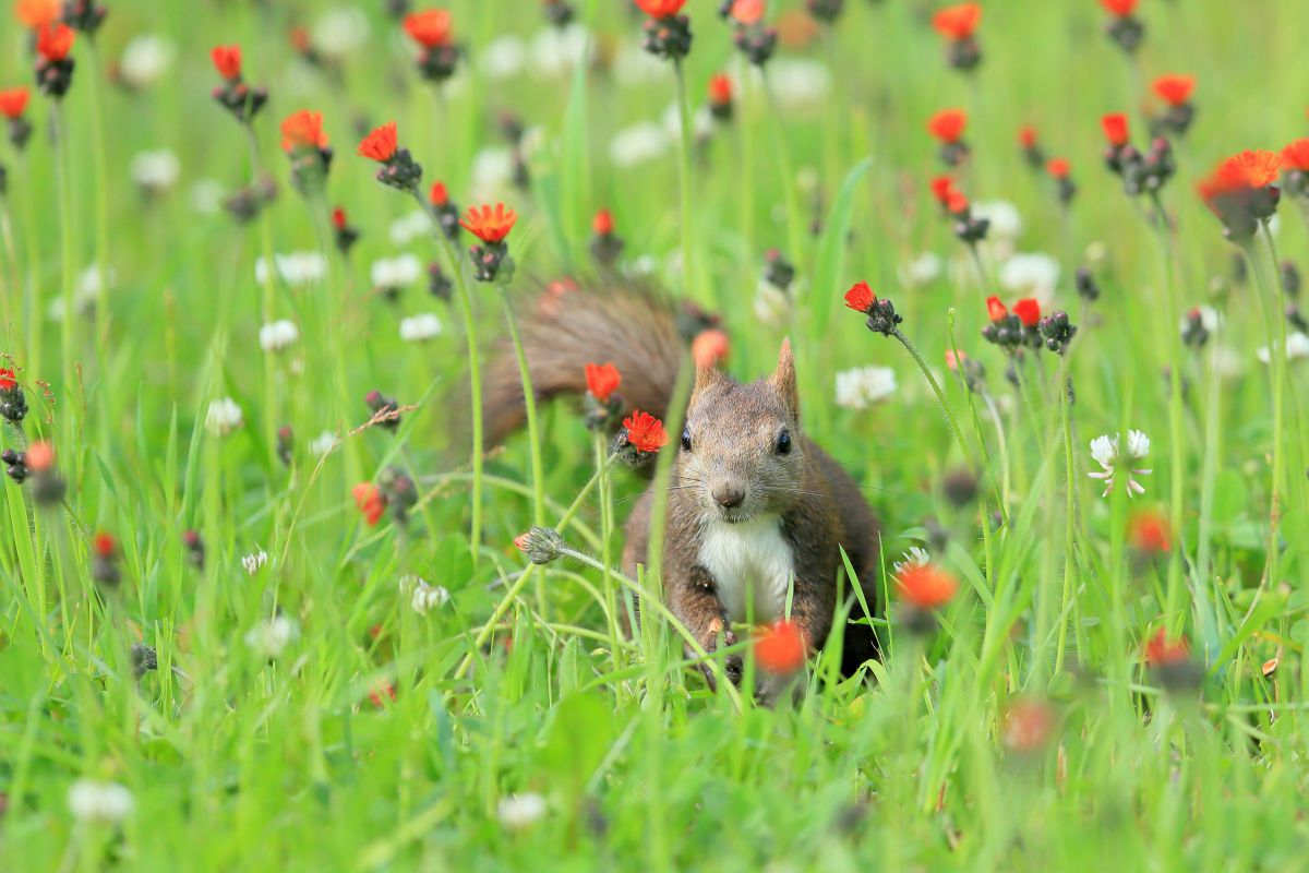 花とリスちゃん その24 | GANREF