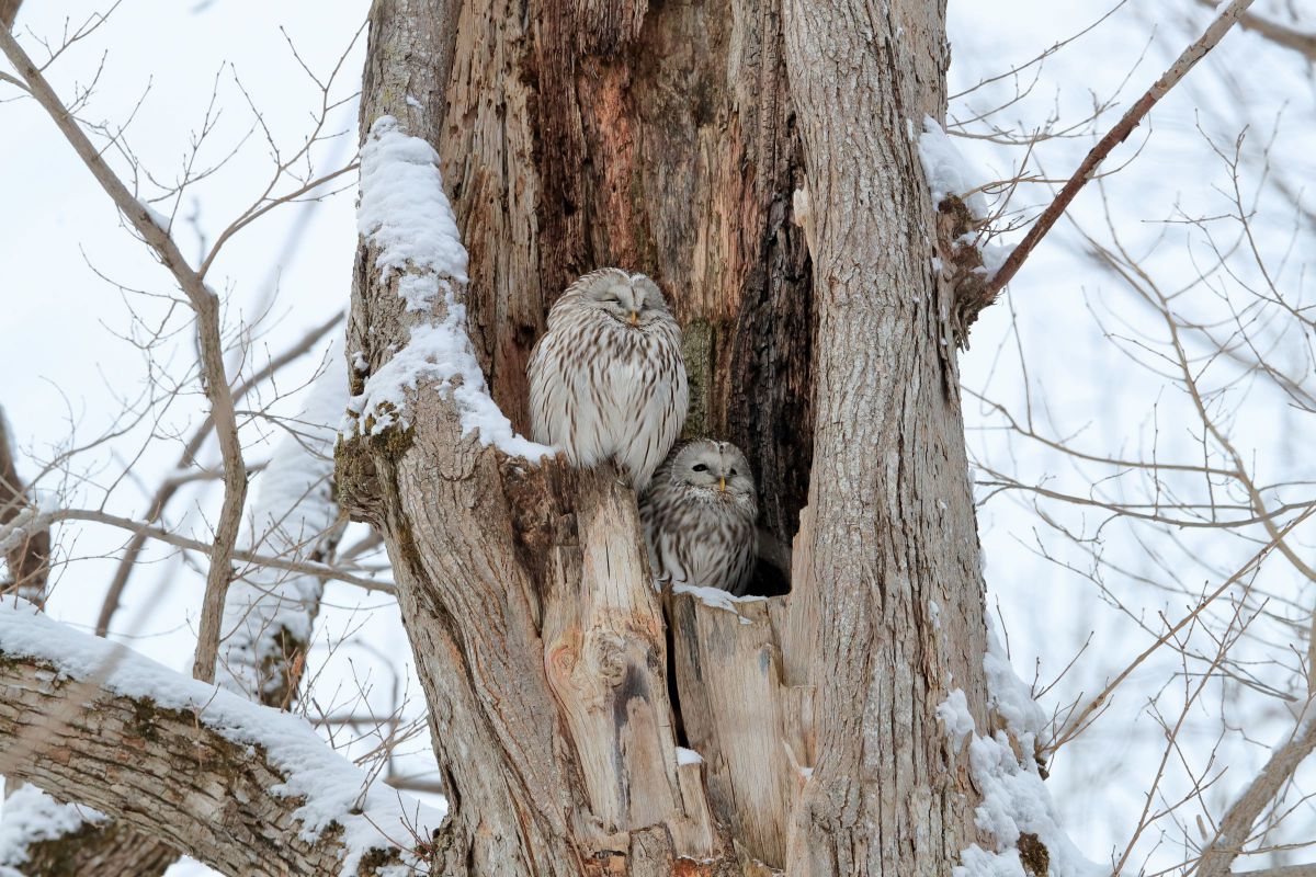 冬の鳥さんたち 180 | GANREF