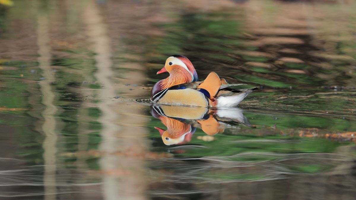 春の鳥さんたち 114 | GANREF