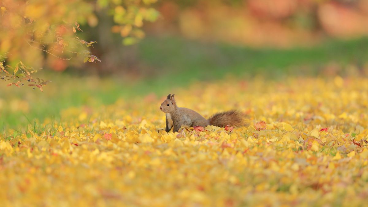 秋のリスちゃん 86 | GANREF