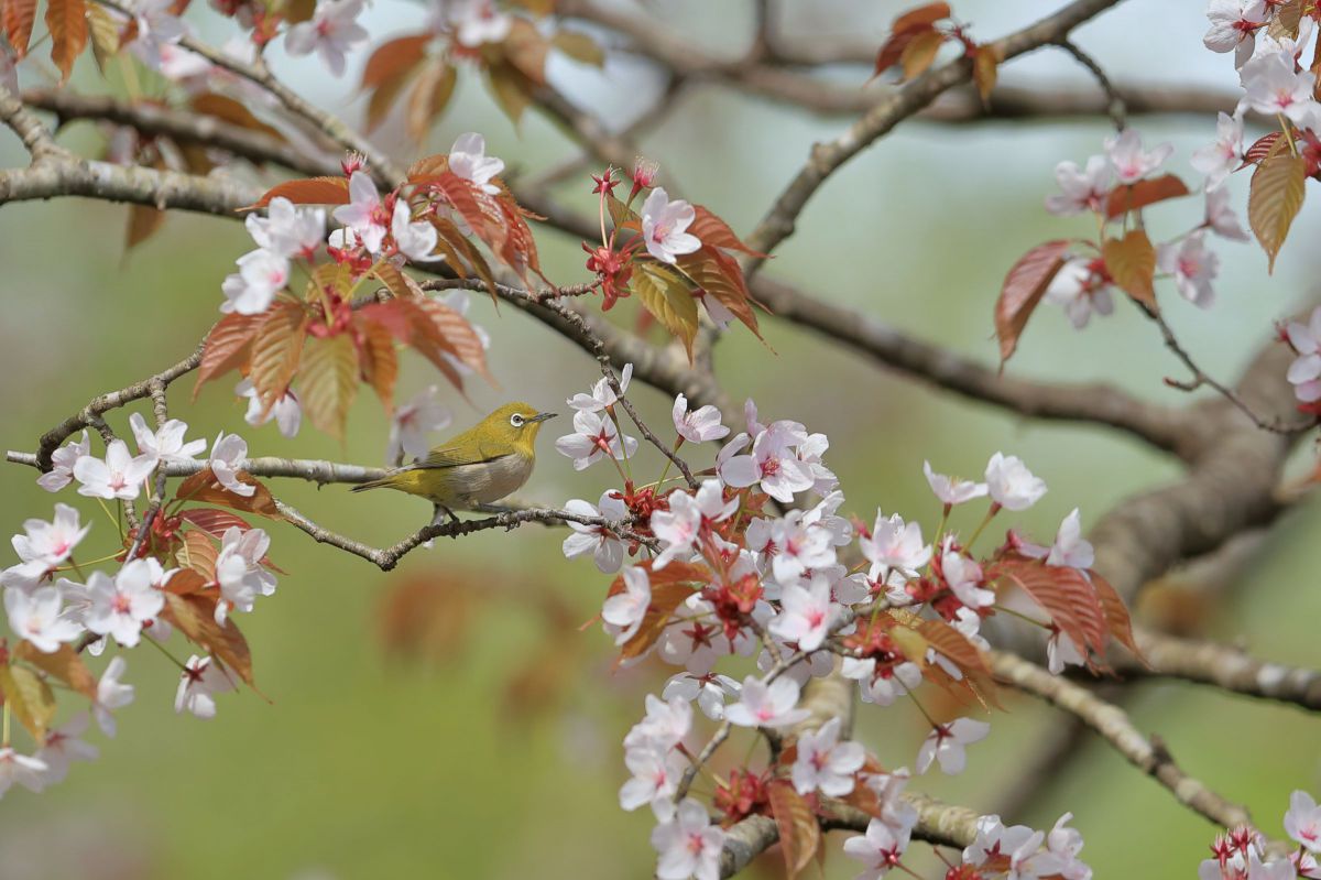 春の鳥さんたち 119 | GANREF