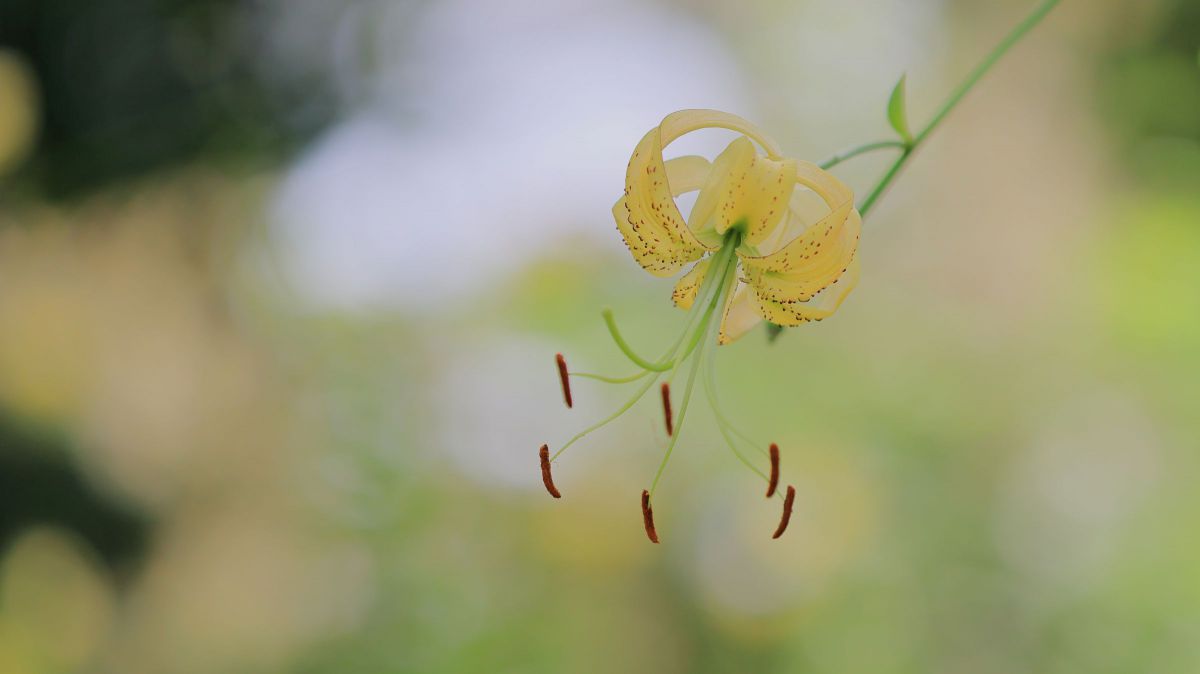 花や植物 その48 | GANREF