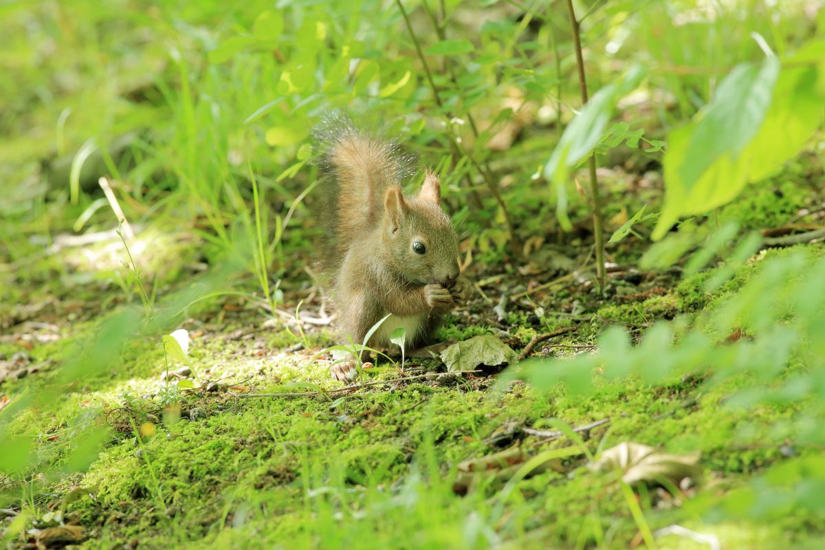 夏のリスちゃん その8 | GANREF