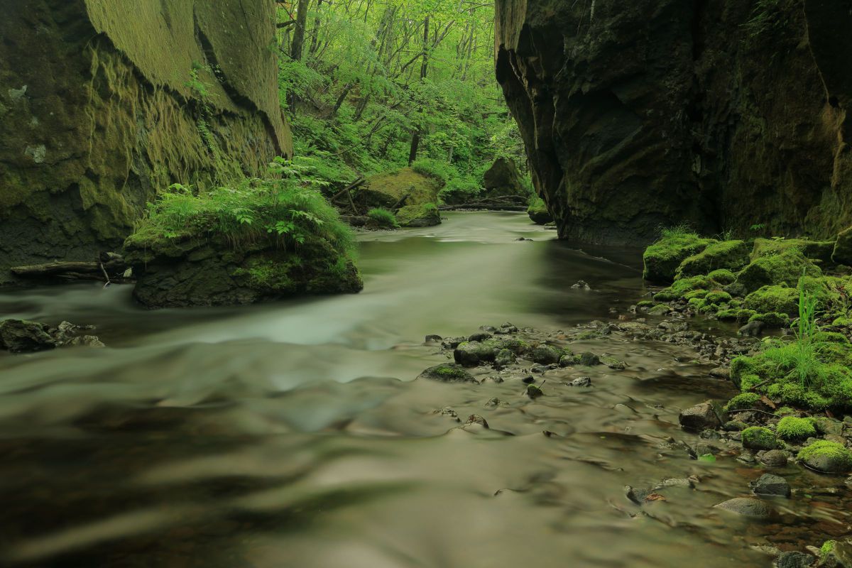 May My Photo ~ 新緑その4 | GANREF