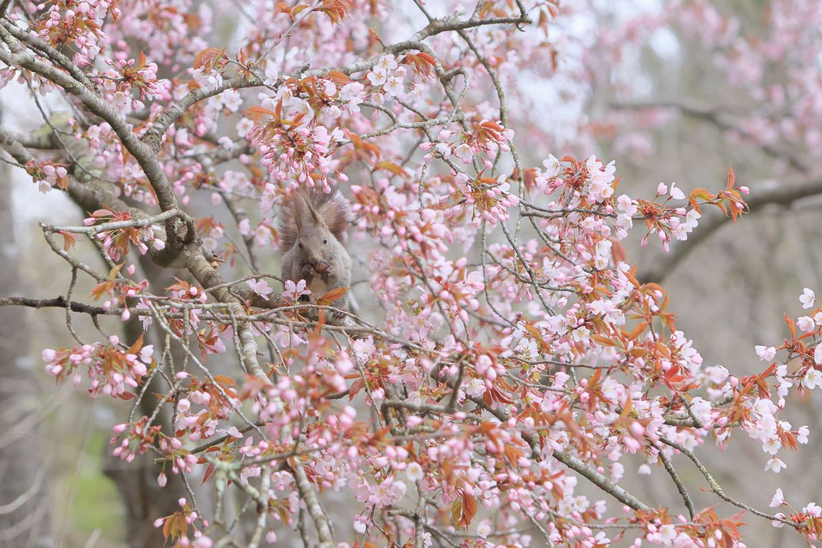 花とリスちゃん その31 | GANREF