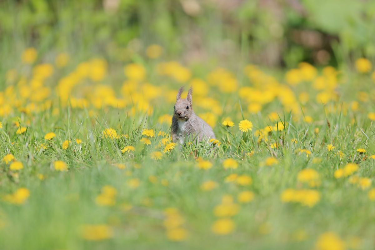 花とリスちゃん その19 | GANREF