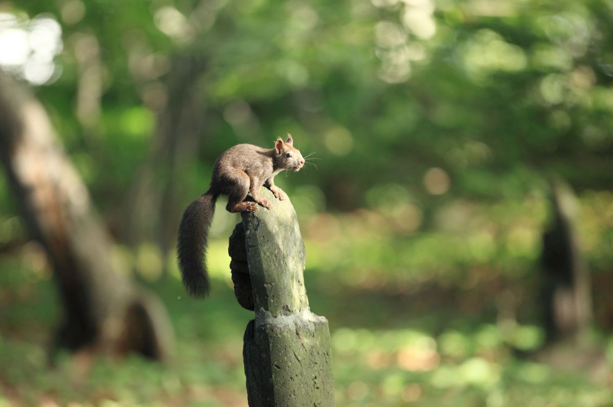 秋のリスちゃん その61 | GANREF