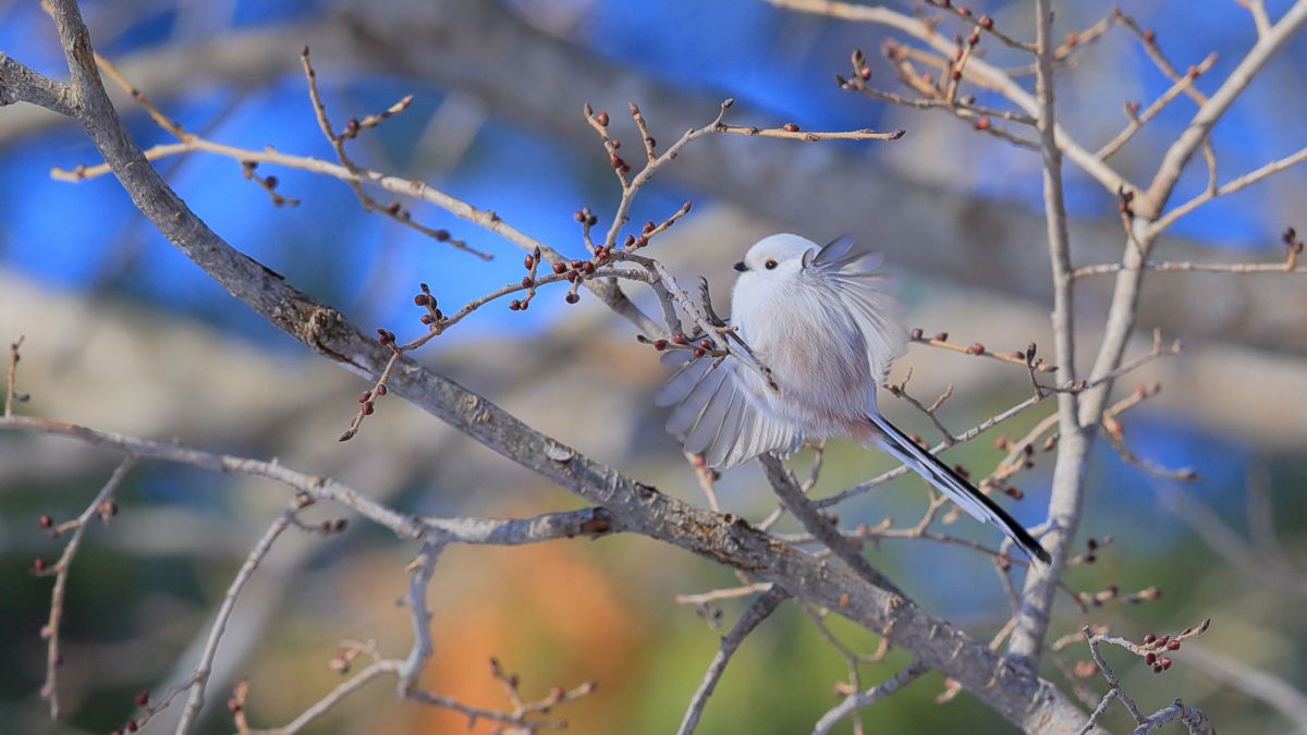 秋の鳥さんたち その106 | GANREF