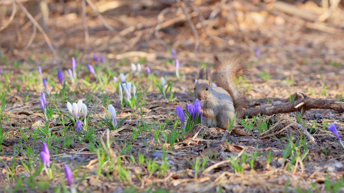 花とリスちゃん その27 | GANREF