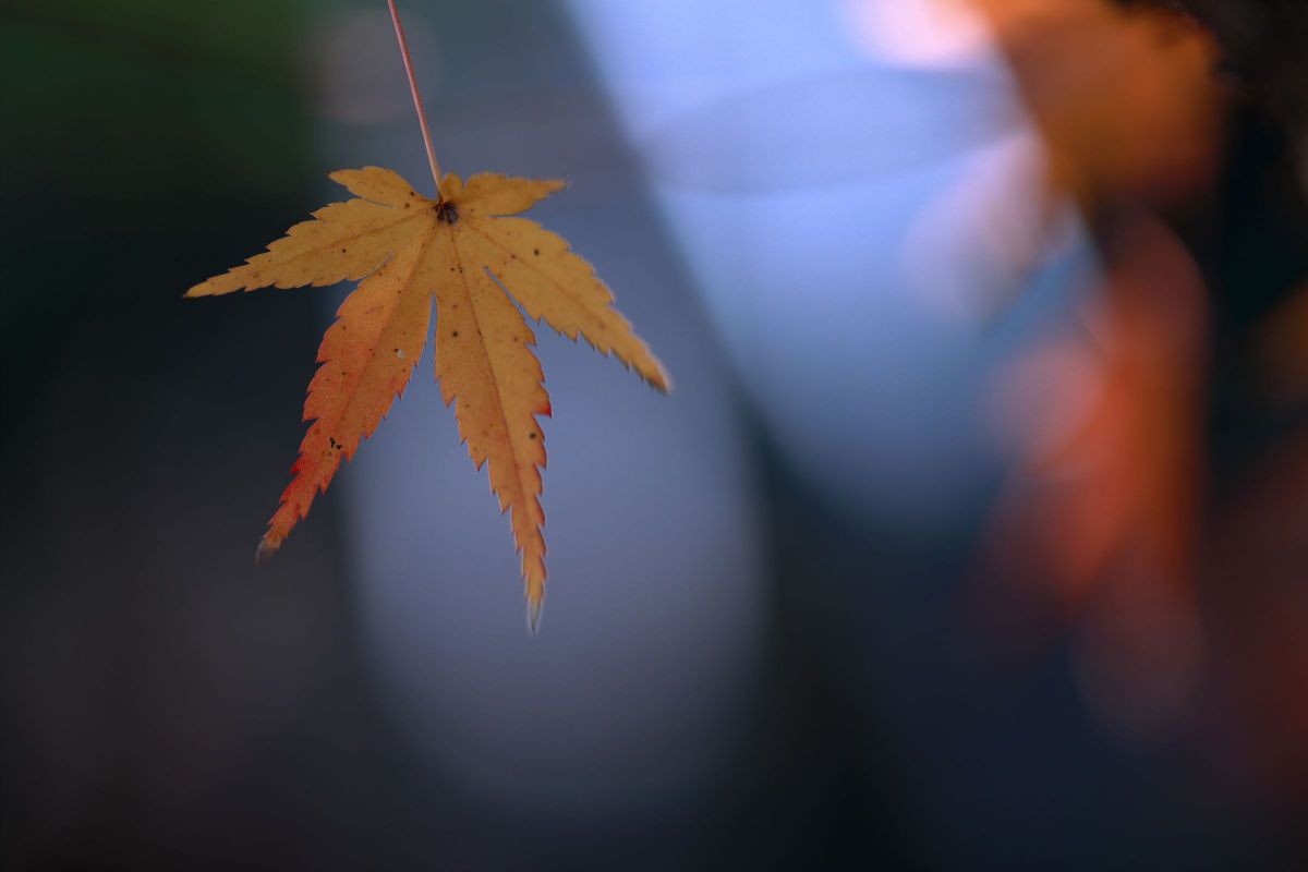 FINAL STAGE | GANREF