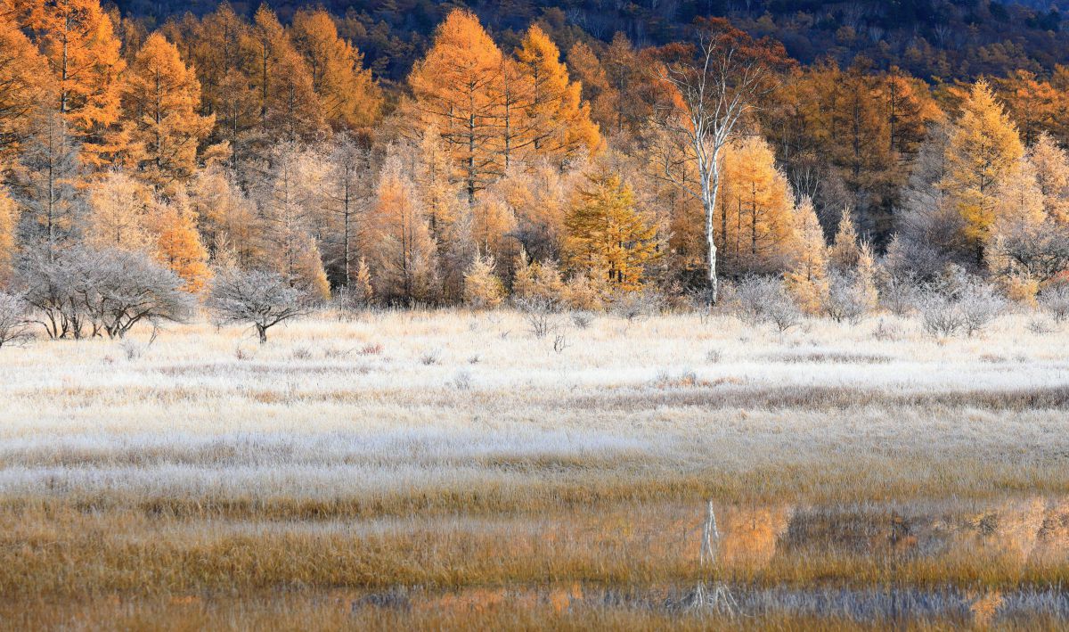 LADY'S PARTIAL REFLECTION | GANREF