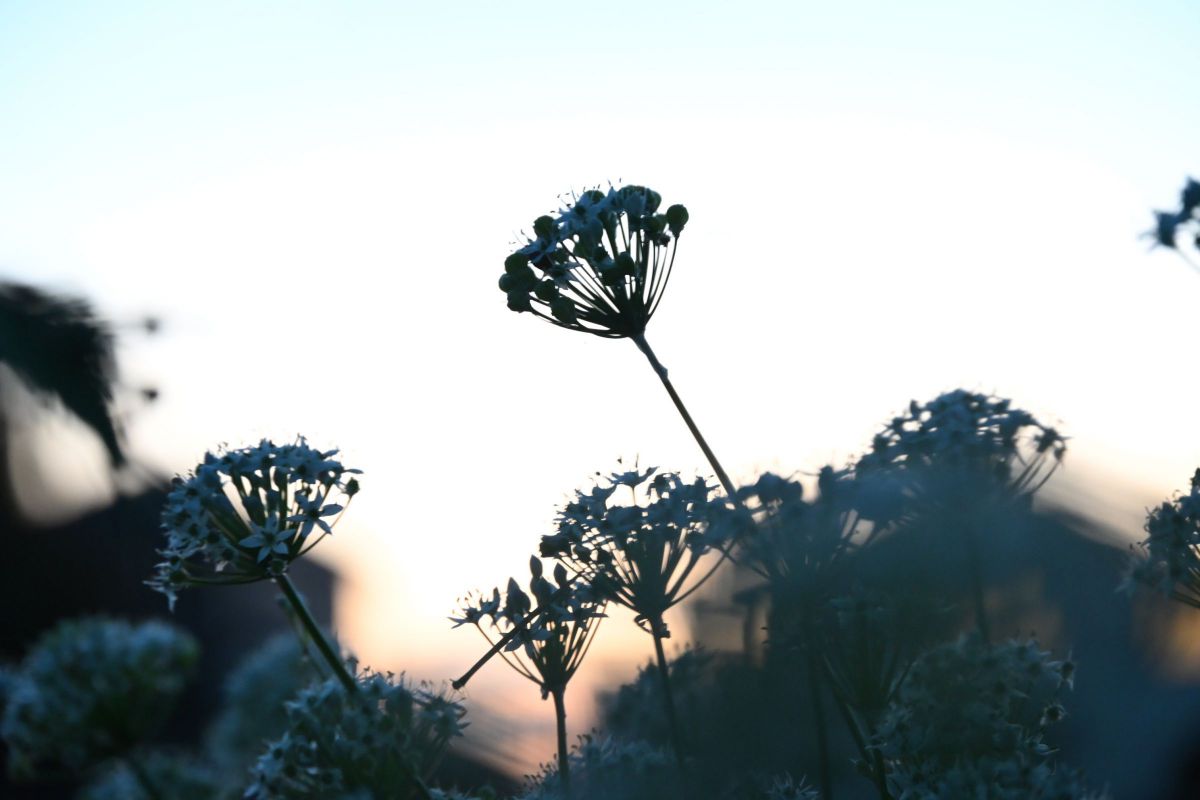 薄明の花 ver.1 | GANREF