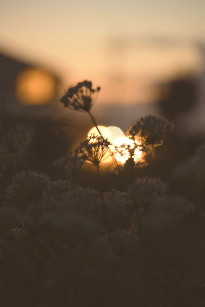 薄明の花 ver.3 | GANREF