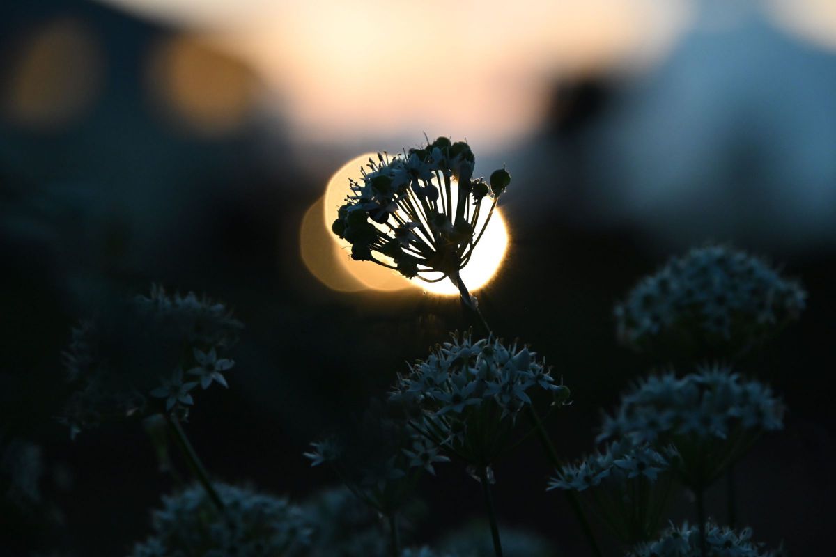 薄明の花 ver.2 | GANREF