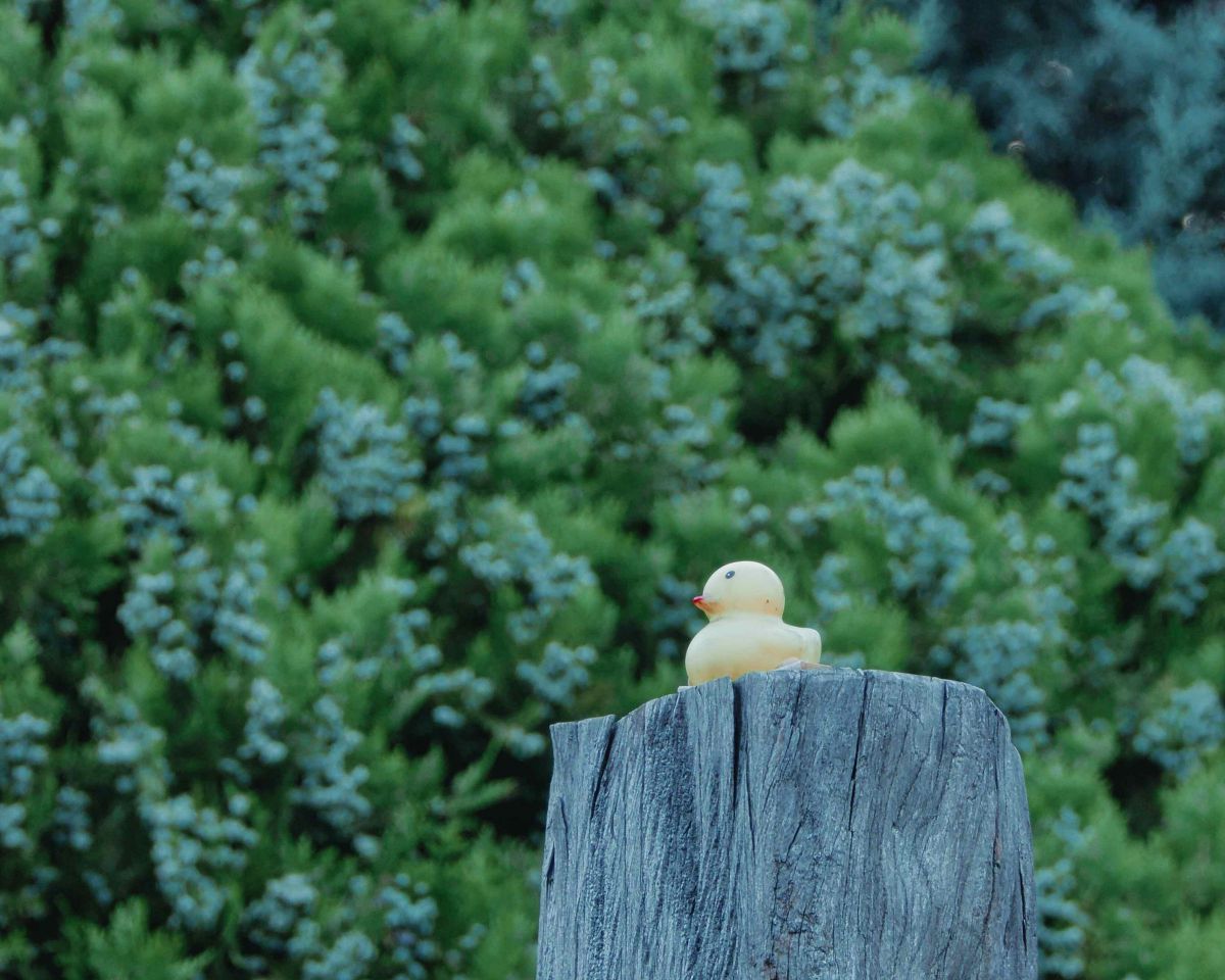 DSCN4834.jpg | GANREF