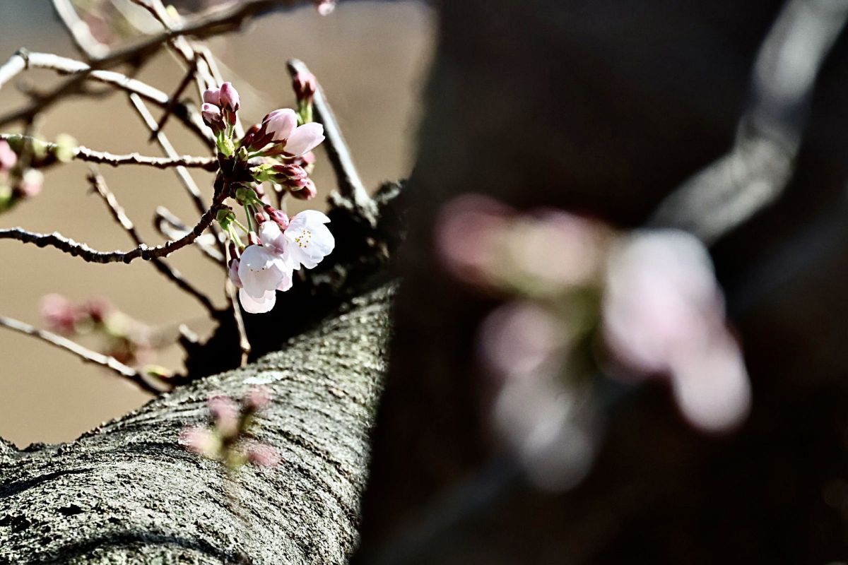 サクラ2023 | GANREF