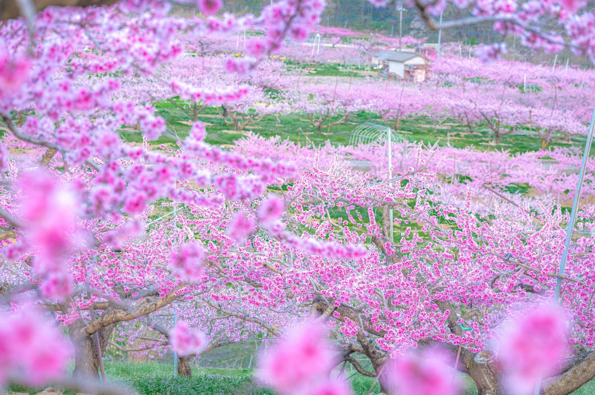 早春賦26 | GANREF