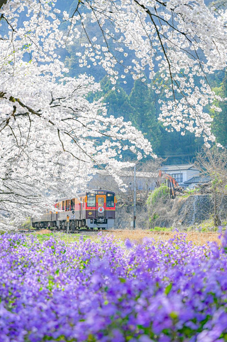 早春賦47 | GANREF