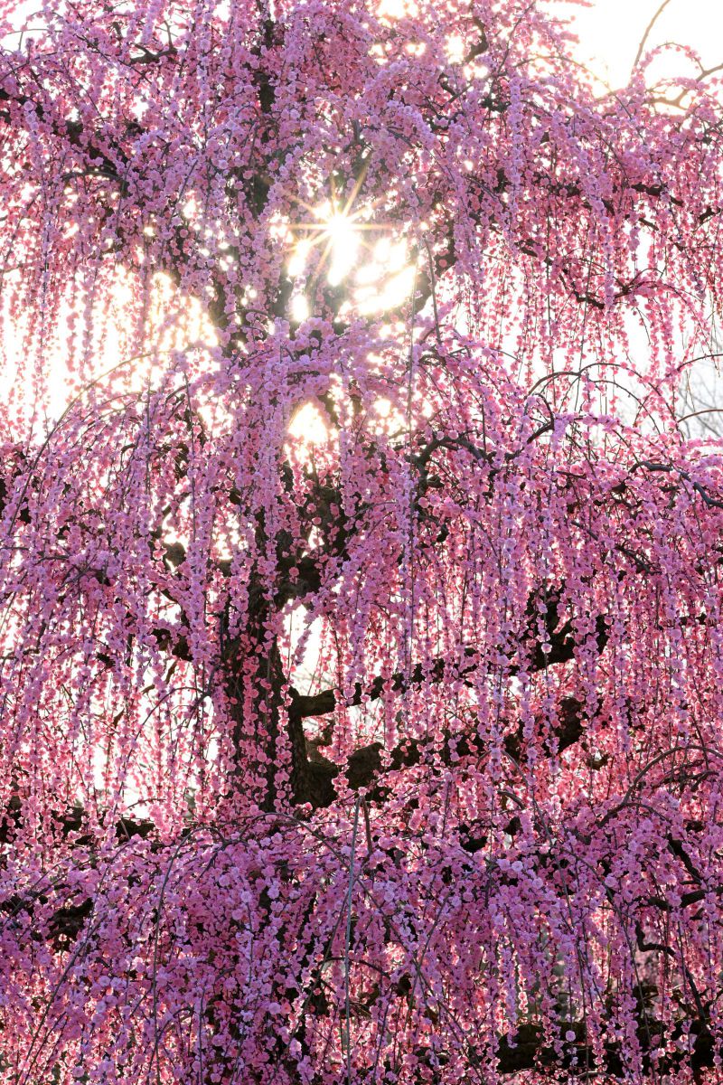 早春賦71 | GANREF