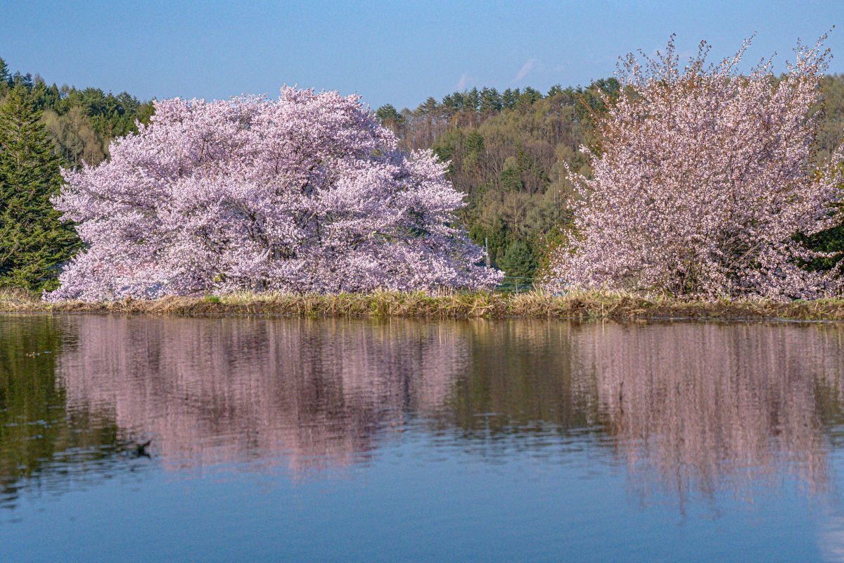 春爛漫28 | GANREF