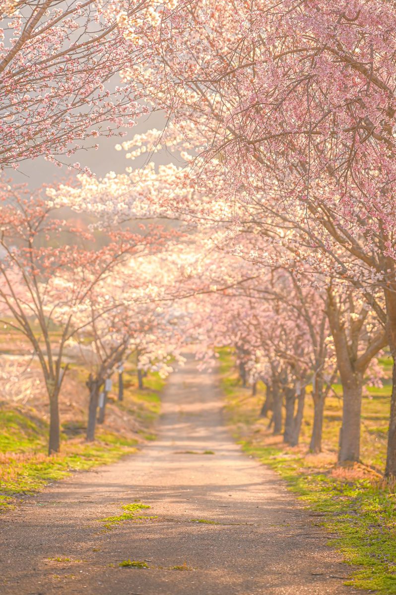 早春賦35 | GANREF