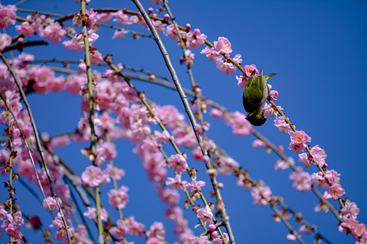 早春賦69 | GANREF