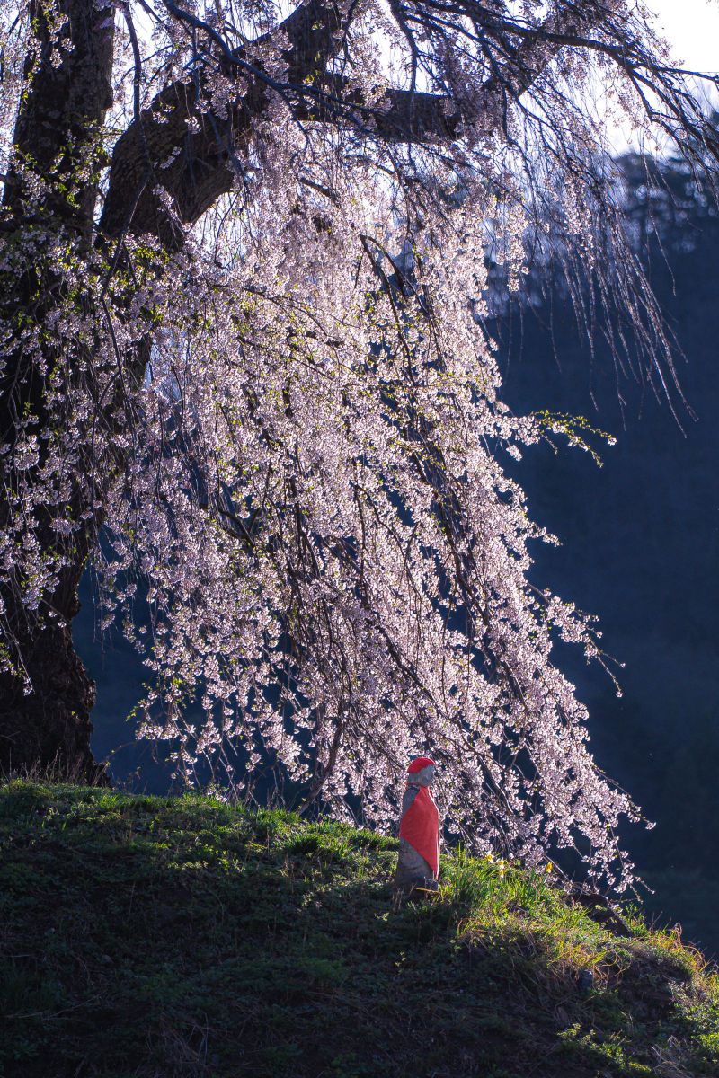 春爛漫24 | GANREF