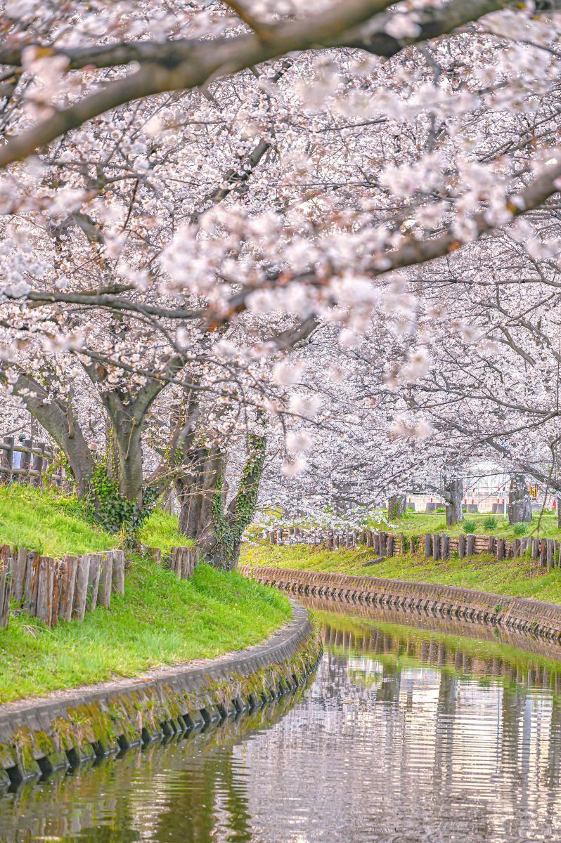 早春賦53 | GANREF