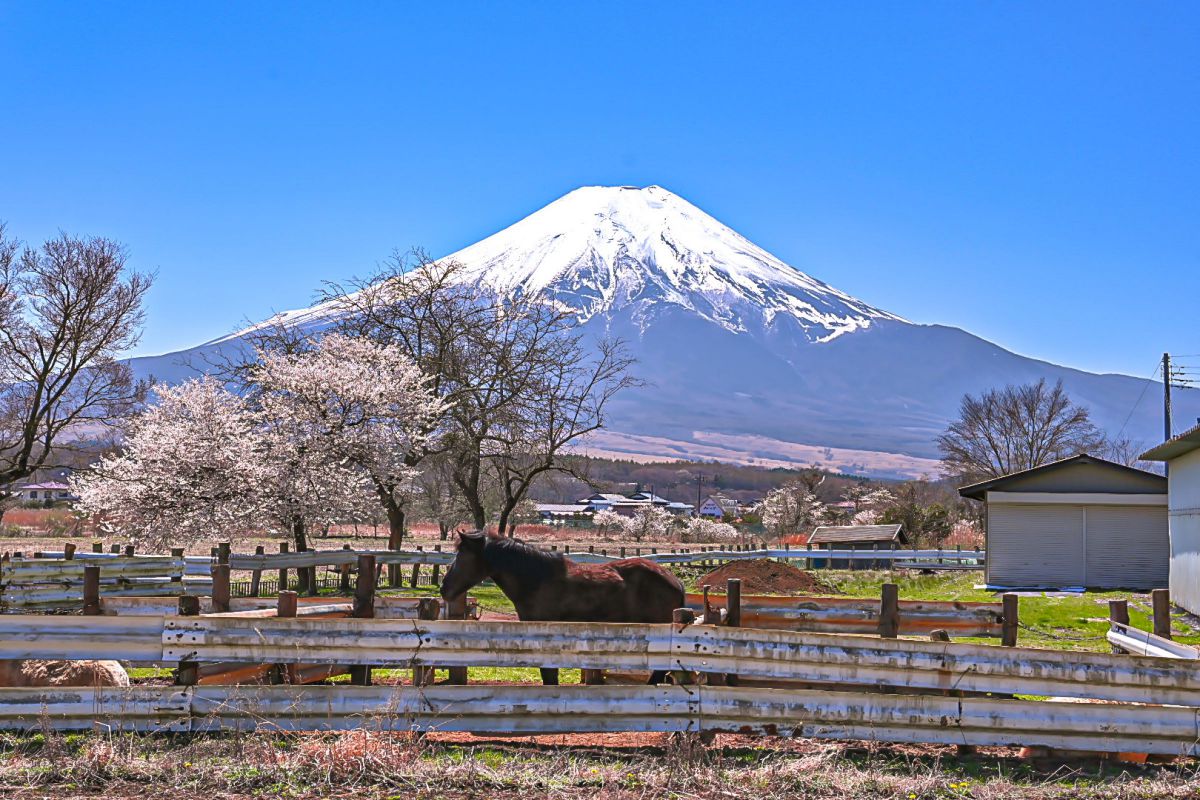 早春賦43 | GANREF