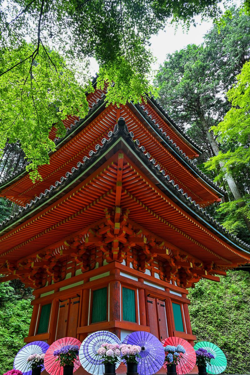 艶やかに | GANREF