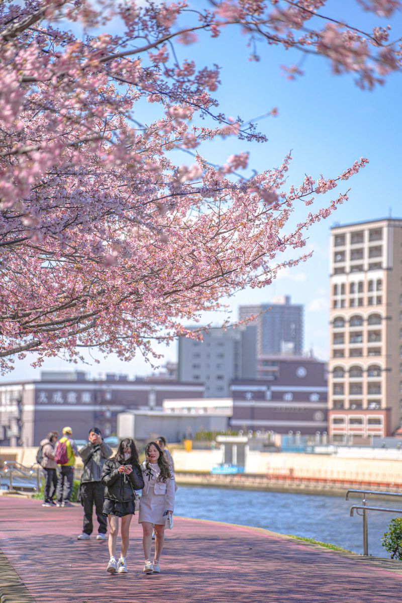 早春賦19 | GANREF