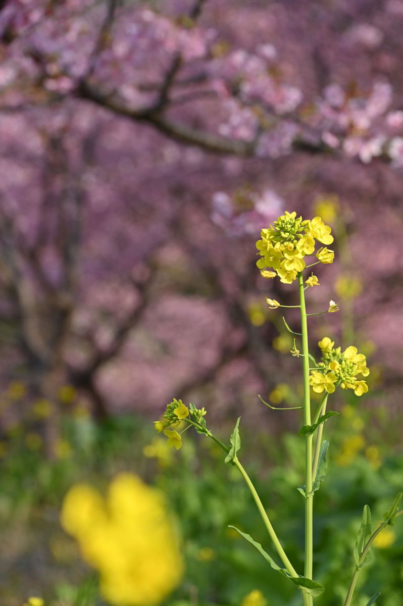 早春賦18 | GANREF