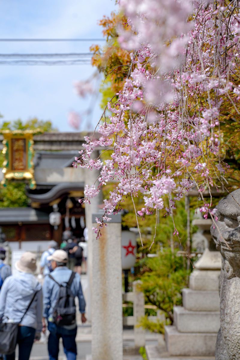 春爛漫16 | GANREF