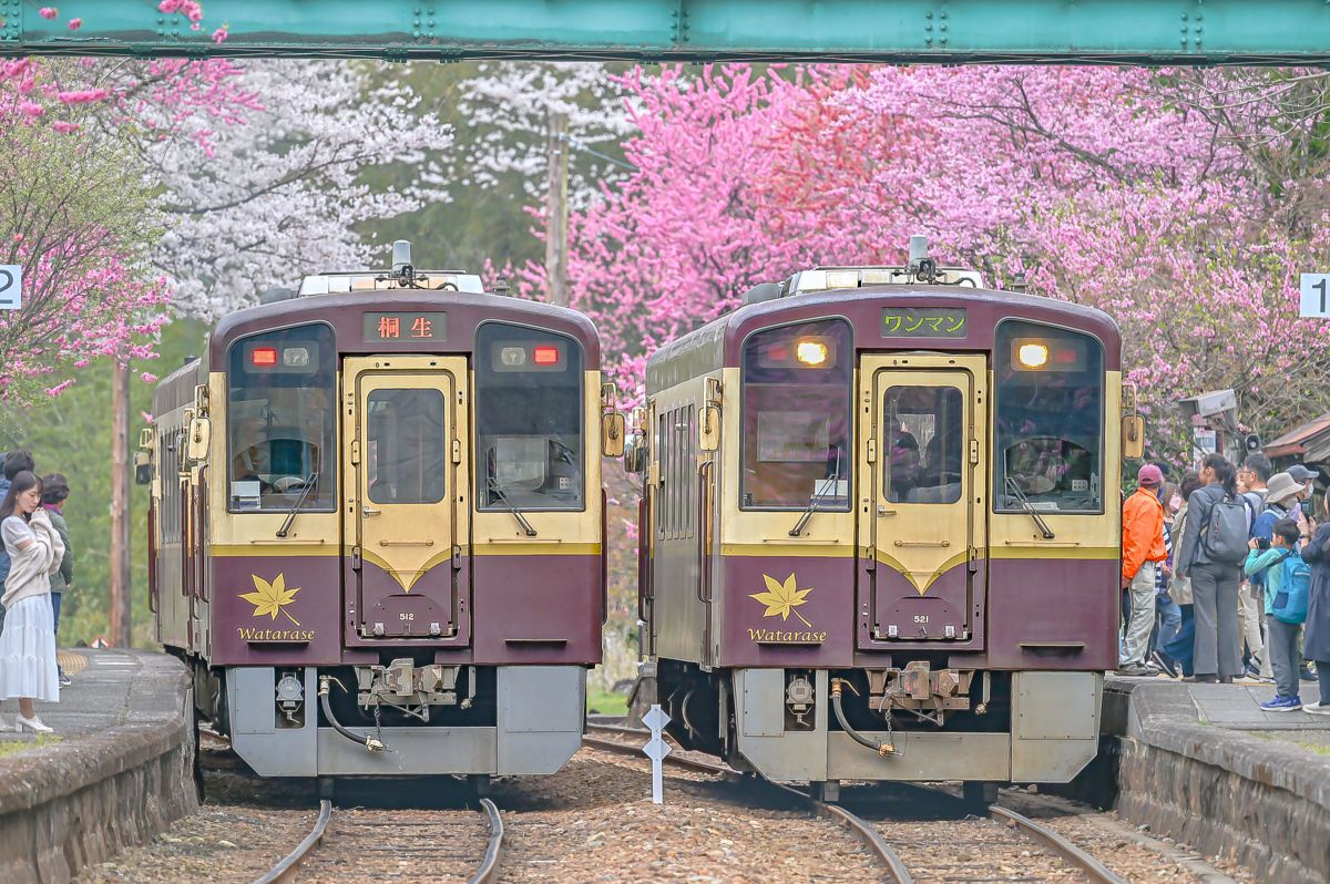 春爛漫14 | GANREF